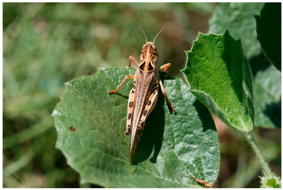 Distribution, Population Dynamics, and Management of Moroccan Locust ...