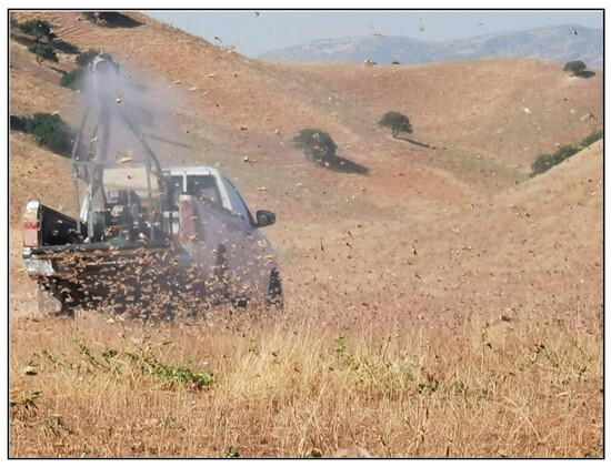 Distribution, Population Dynamics, and Management of Moroccan Locust ...