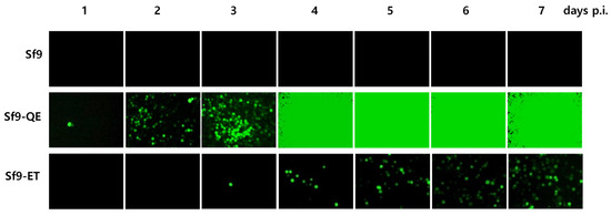 A Novel Transgenic Sf9 Cell Line for Quick and Easy Virus Quantification