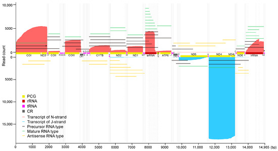Full-Length Transcriptome Profiling of the Complete Mitochondrial ...