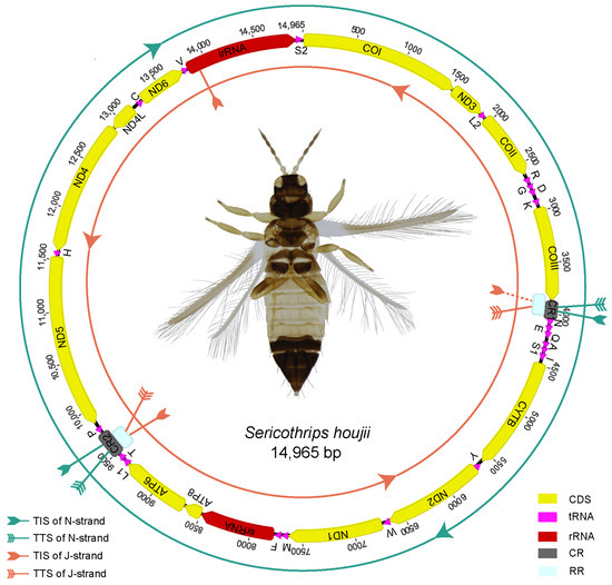 Full-Length Transcriptome Profiling of the Complete Mitochondrial ...