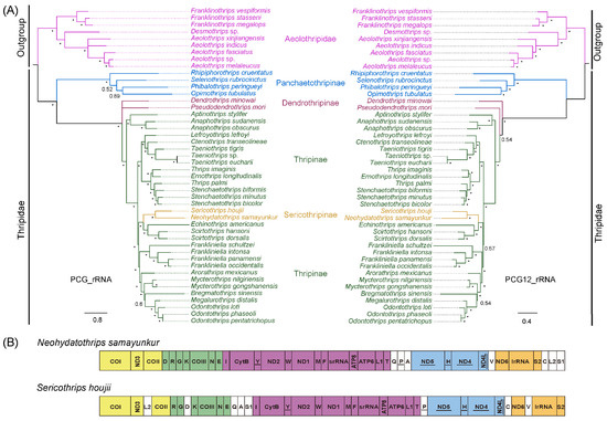 Full-Length Transcriptome Profiling of the Complete Mitochondrial ...