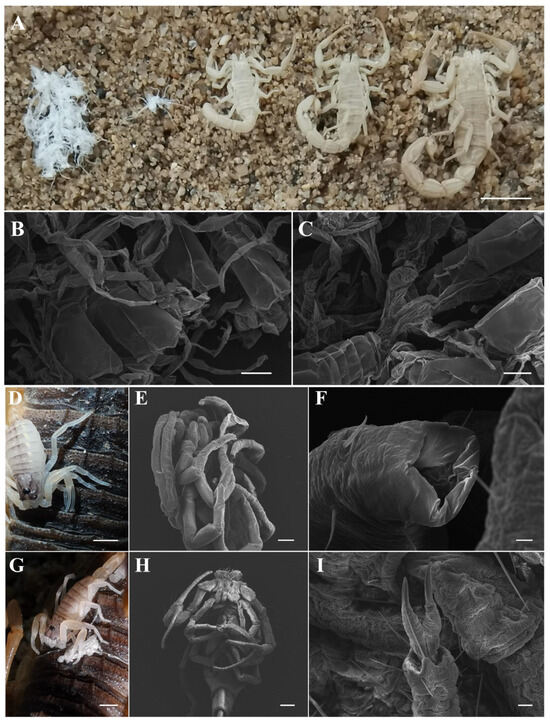 Special Survival Strategy of First-Instar Scorpions Revealed by ...
