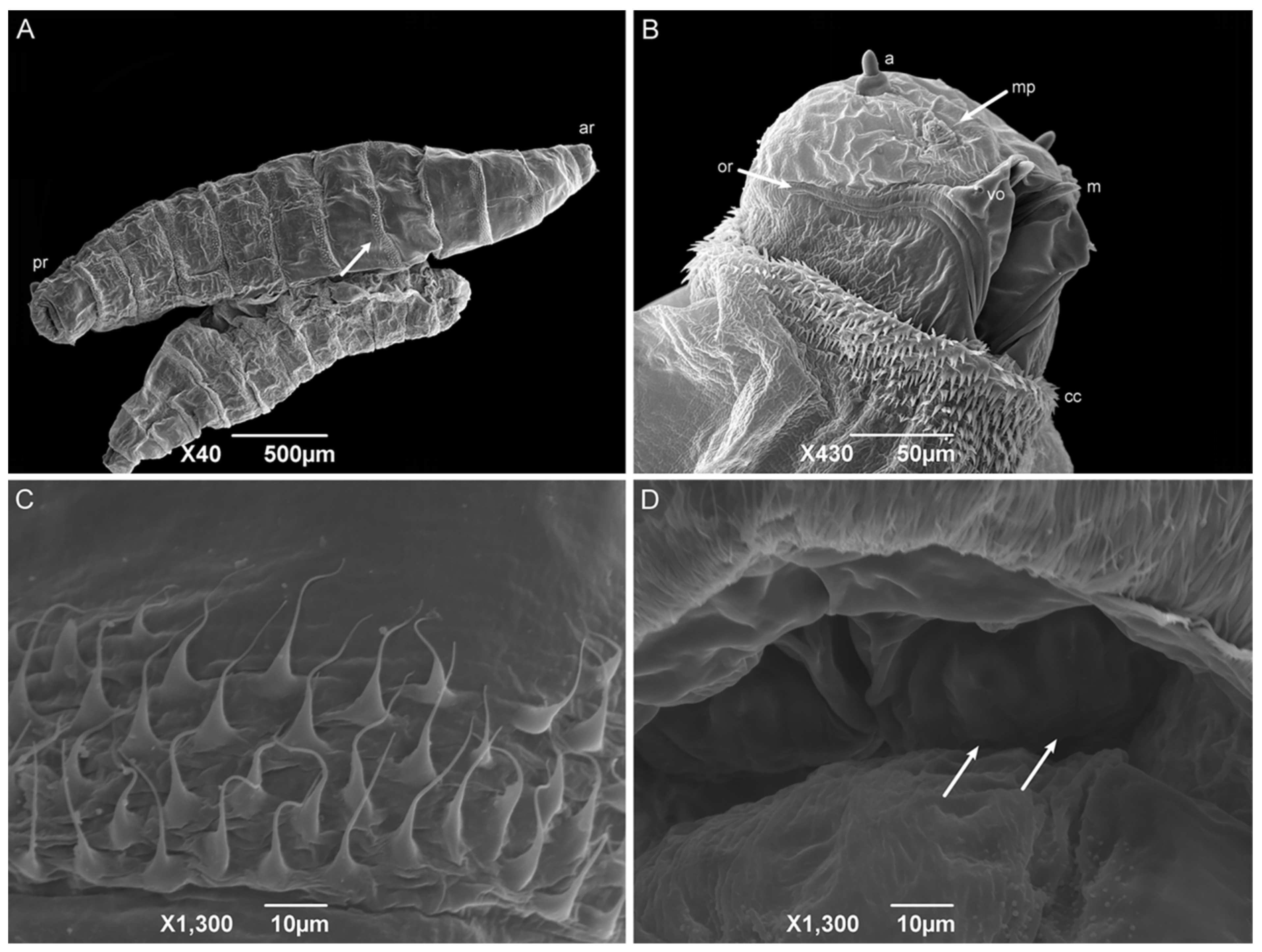 Ultrastructure of Immatures Stages and Life Cycle of Helicobia ...
