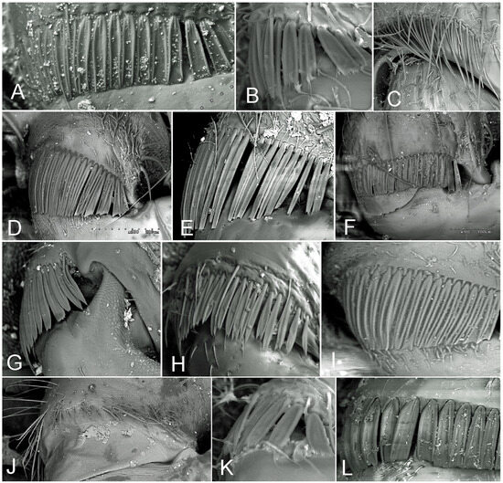 New Molecular Phylogenetic Evidence Confirms Independent Origin of ...
