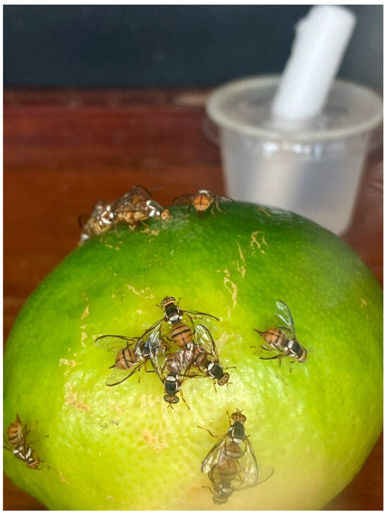 Host Status of Persian Lime (Citrus latifolia Tan.) to Oriental Fruit ...