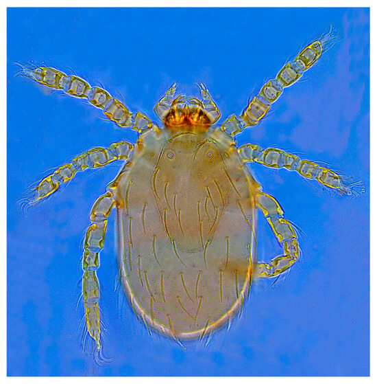 An Ecological Survey of Chiggers (Acariformes: Trombiculidae ...