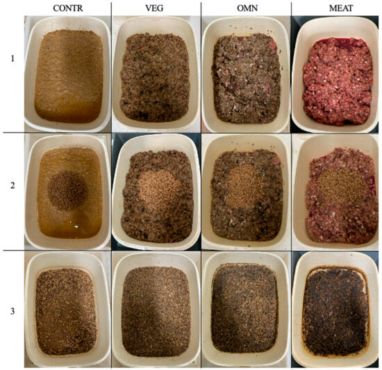 A First Step Towards Black Soldier Fly Larvae (Diptera: Stratiomyidae ...