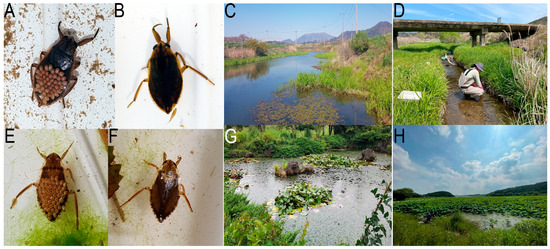 The Effect of Climate Change on Indicator Wetland Insects: Predicting ...