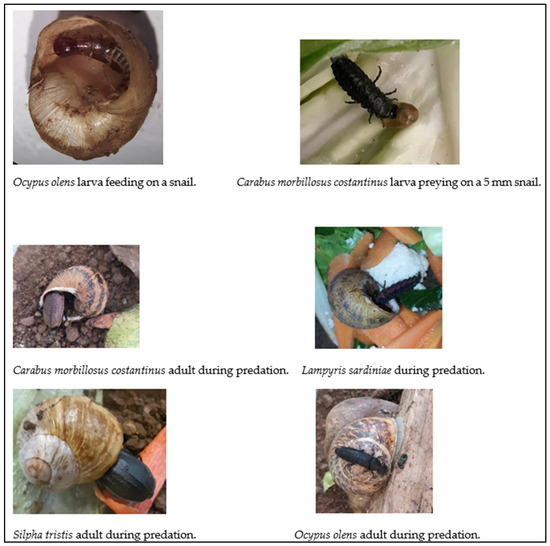 Garden Snail Predatory Insects’ Modus Operandi Under Laboratory Conditions