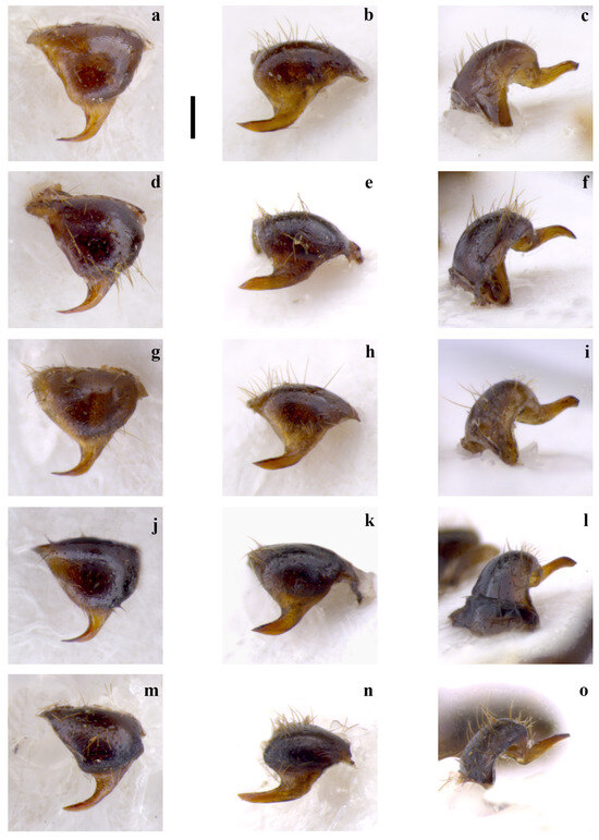 Shedding Light on the Shadows: Hidden Diversity in the Italian Embioptera