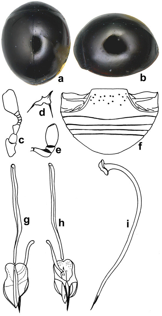 A Brief Review of the Microweiseinae (Coleoptera: Coccinellidae) of the ...