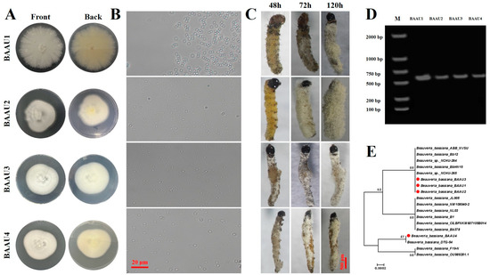 Isolation and Evaluation of Indigenous Isolates of Beauveria bassiana ...