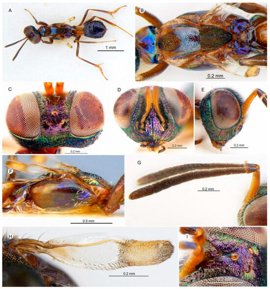 Seven New Species of Anastatus Motschulsky (Hymenoptera: Chalcidoidea ...