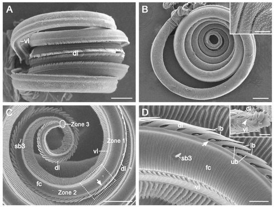Scanning Electron Microscopy of the Proboscis and Associated Sensilla ...