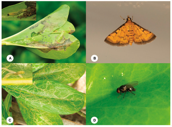 Parasitoids of Insect Pests Feeding on Scaevola taccada (Goodeniaceae ...