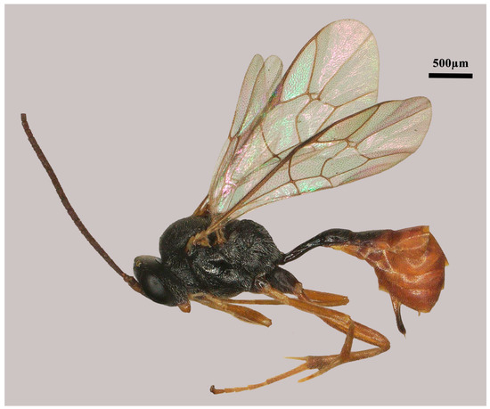 Insects Mdpi Insects MDPI On X: "Unravelling The Molecular Identity Of