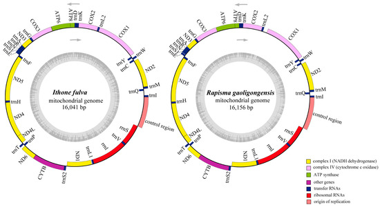 New Mitochondrial Genomes of Ithonidae (Neuroptera) and Higher ...