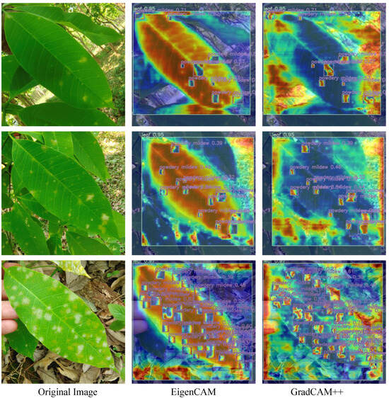 PM-YOLO: A Powdery Mildew Automatic Grading Detection Model for Rubber Tree