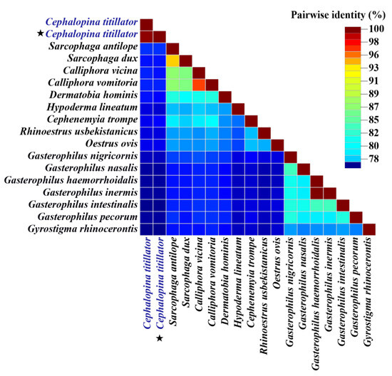 Phylogenetic and Comparative Genomics Study of Cephalopina titillator ...