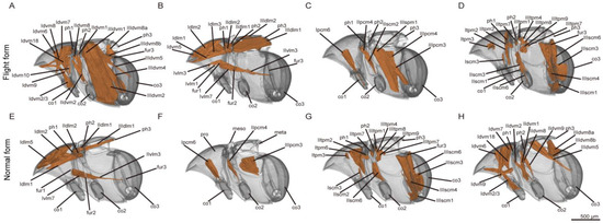Divergence in the Morphology and Energy Metabolism of Adult Polyphenism ...