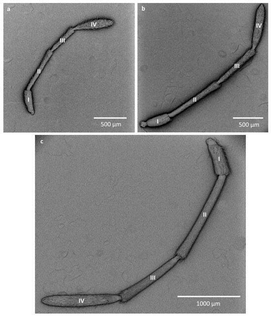 Report on the Types and Distribution of Antennal Sensilla in Lygaeidae ...
