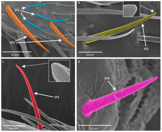 Report on the Types and Distribution of Antennal Sensilla in Lygaeidae ...