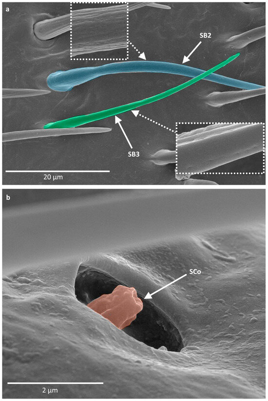 Report on the Types and Distribution of Antennal Sensilla in Lygaeidae ...
