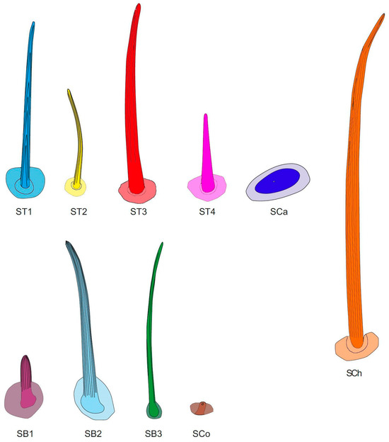Report on the Types and Distribution of Antennal Sensilla in Lygaeidae ...