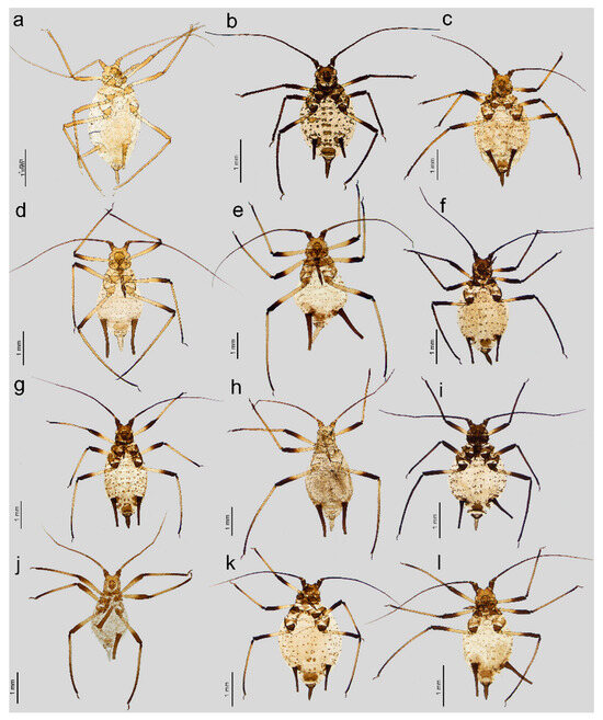 Stridulating Species of Aphids of the Genus Uroleucon (Hemiptera ...