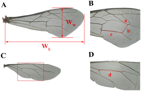 Morphological Comparisons of Adult Worker Bees Developed in Chinese and ...