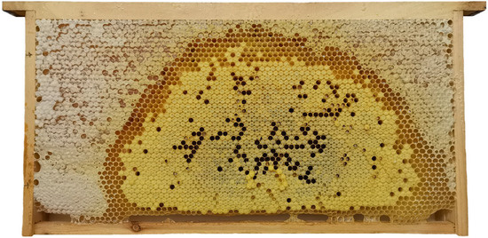 Morphological Comparisons of Adult Worker Bees Developed in Chinese and ...