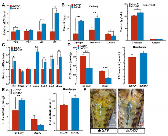 Knockdown of FAS2 Impairs Fecundity by Inhibiting Lipid Accumulation ...
