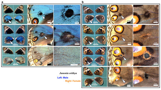 Wound Healing in Butterfly Pupal Wing Tissues: Real-Time In Vivo ...