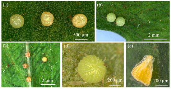 Morphogenetic Identification of a New Record Condica capensis ...