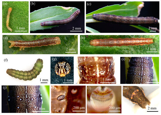 Morphogenetic Identification of a New Record Condica capensis ...