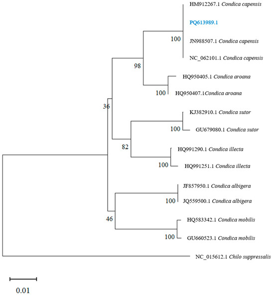 Morphogenetic Identification of a New Record Condica capensis ...
