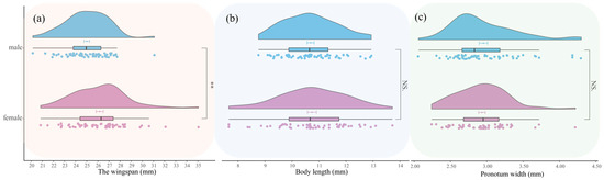 Morphogenetic Identification of a New Record Condica capensis ...