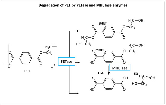 Using Insect Larvae and Their Microbiota for Plastic Degradation