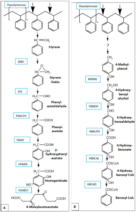 Using Insect Larvae and Their Microbiota for Plastic Degradation