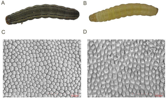 Ultrastructure and Transcriptome Analysis of the Larval Integument in ...