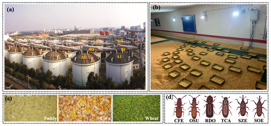 A YOLO-Based Model for Detecting Stored-Grain Insects on Surface of ...