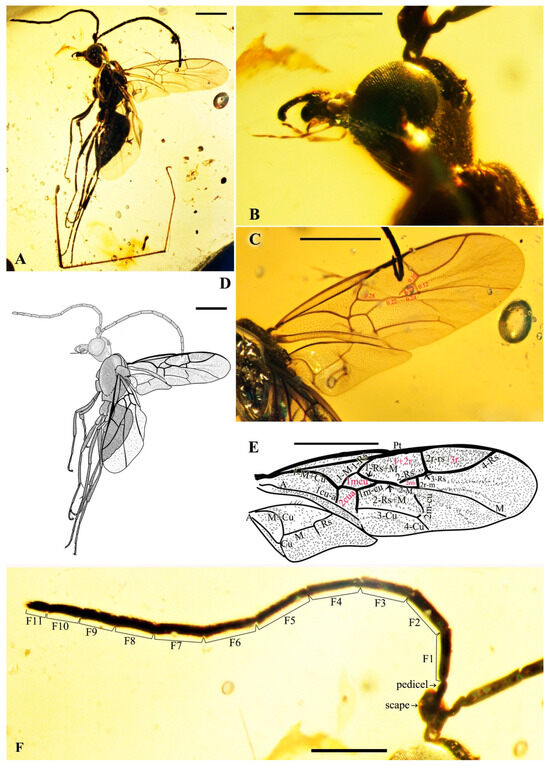 New Wasps of Maimetshidae (Hymenoptera: Ceraphronoidea) from the Mid ...