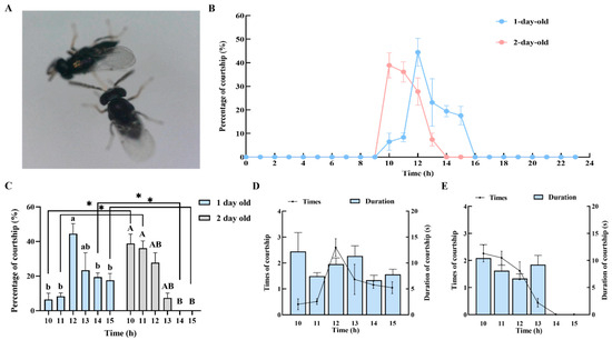 Reproductive Behavior of the Polyembryonic Parasitoid Copidosomopsis ...