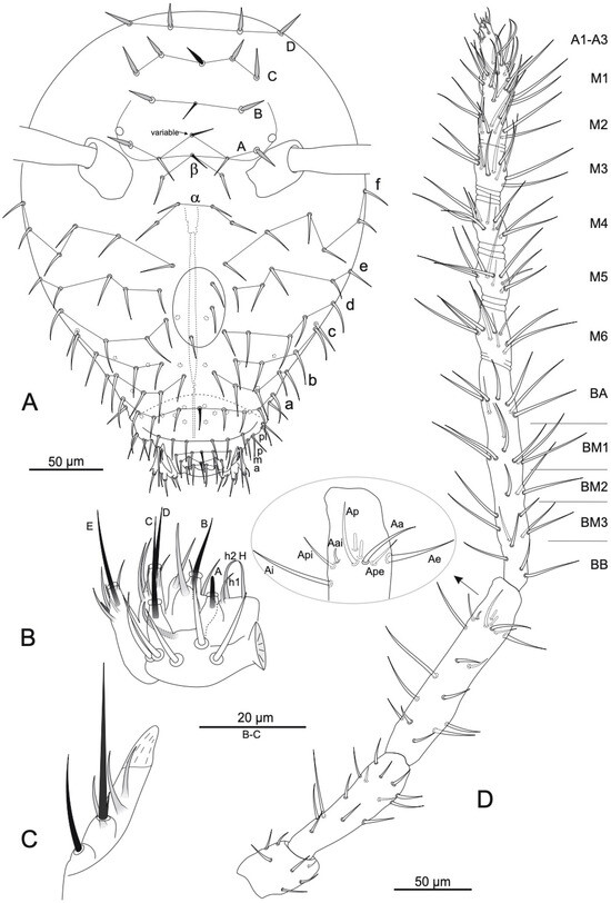 The First Cavernicolous Species of Arrhopalites (Collembola ...