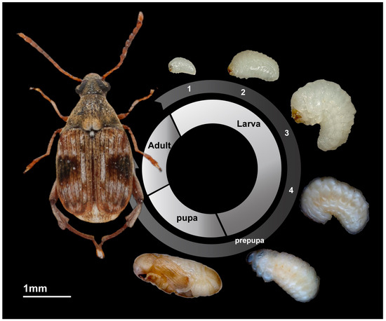 Transformation of Internal Thoracic Structures of Callobruchus ...