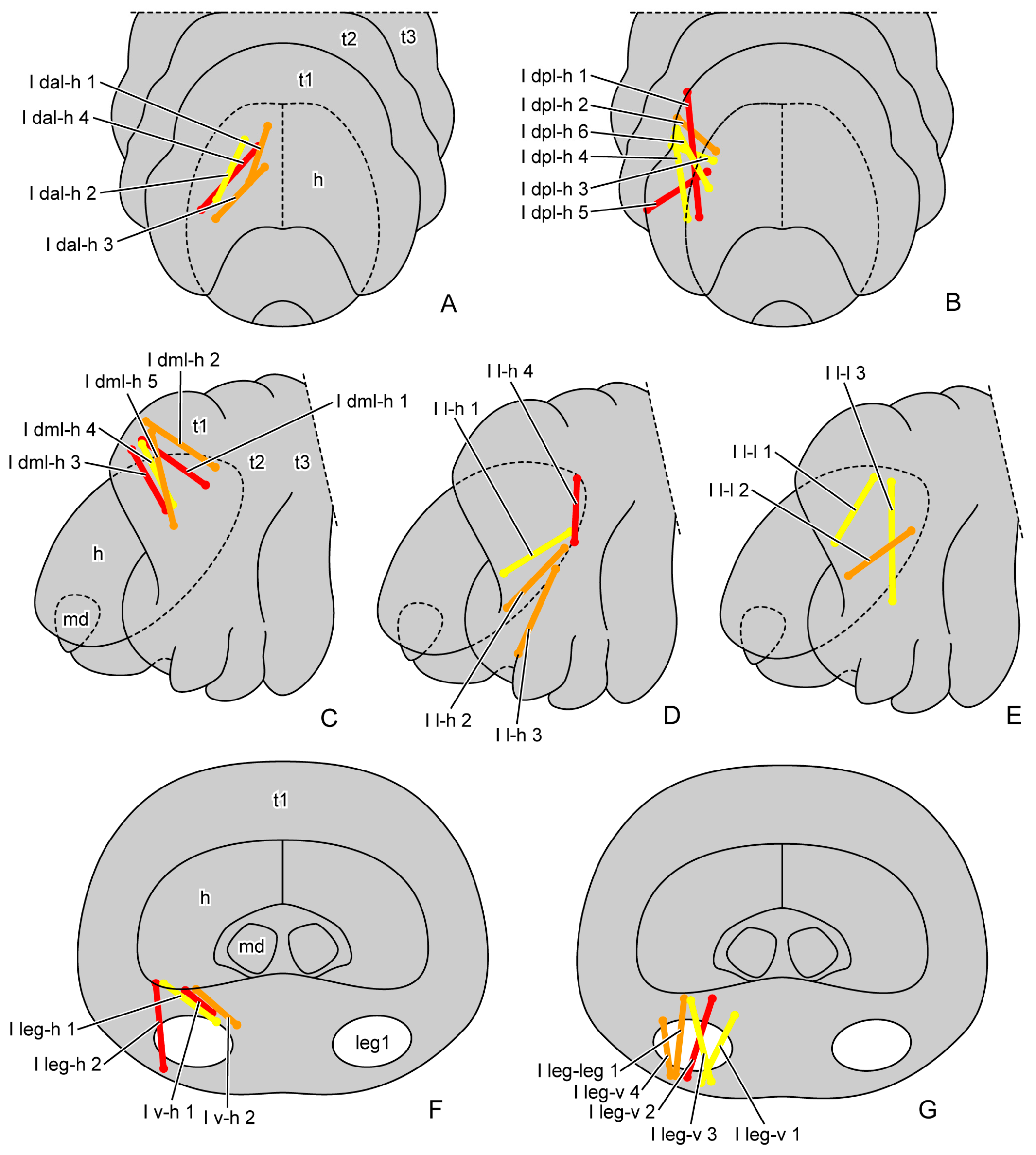 Transformation of Internal Thoracic Structures of Callobruchus ...