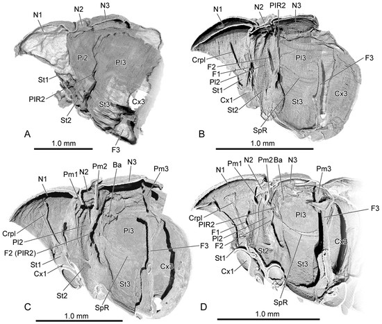 Transformation of Internal Thoracic Structures of Callobruchus ...