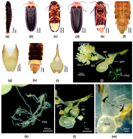 An Overview of the Firefly Genus Pygoluciola Wittmer, a Phylogeny of ...