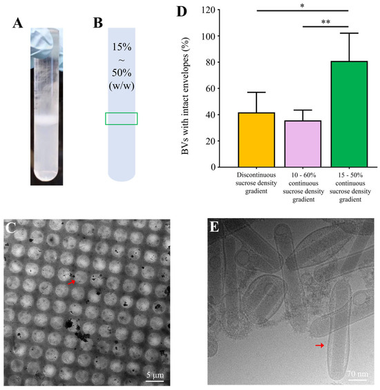 Centrifugation-Based Purification Protocol Optimization Enhances ...